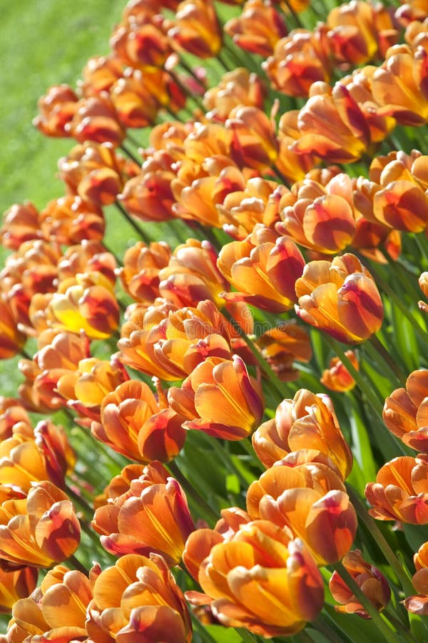 Spring Tulips stock image. Image of isolated, love, green - 24566131