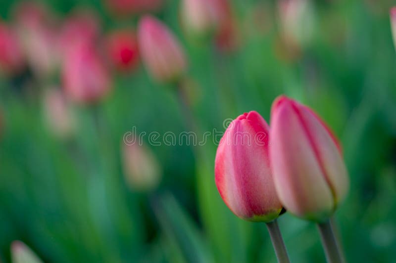 Spring tulips. stock photo. Image of flowers, pink, spring - 2027880