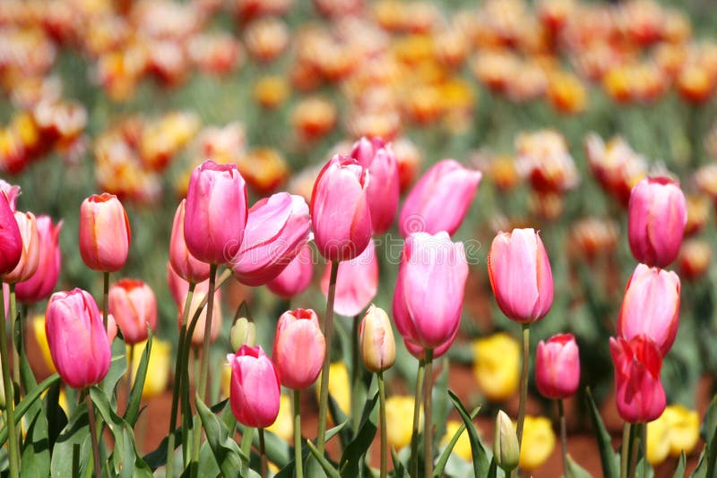 Spring Tulips stock photo. Image of yellow, horizontal - 2104412