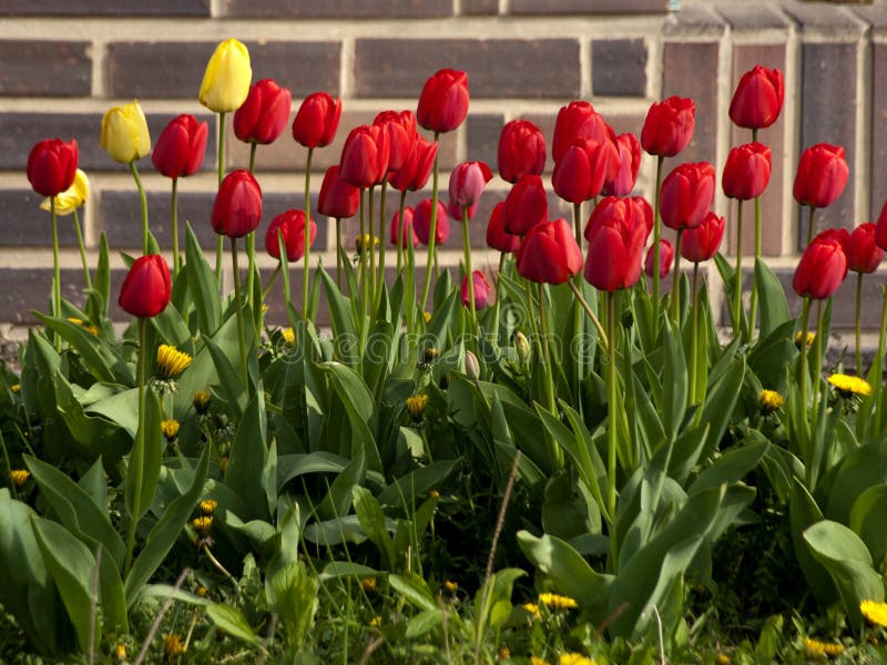 Spring tulips stock image. Image of flowers, spring, grass - 24328999