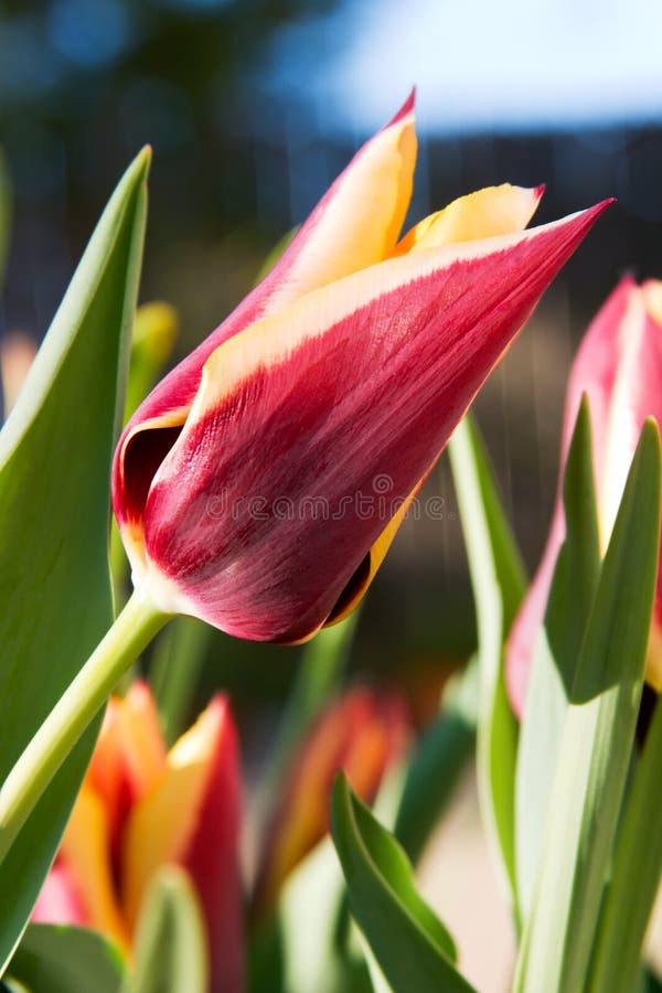 Spring tulips stock photo. Image of gardening, growth - 2444522