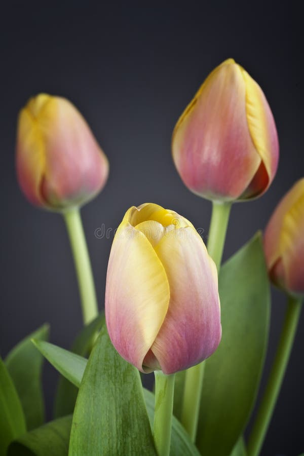 Spring Tulips stock image. Image of isolated, love, green - 24566131
