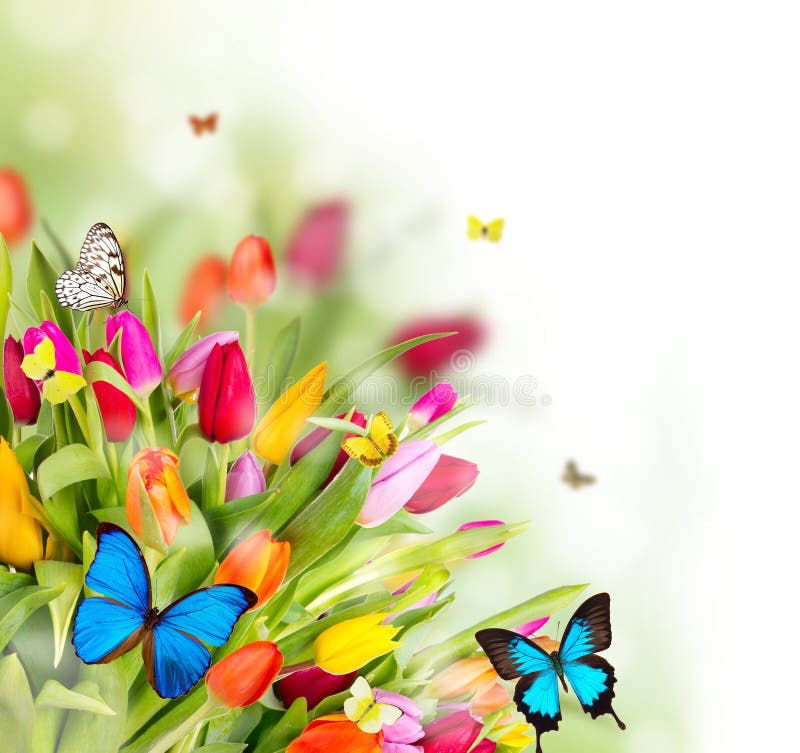 Spring tulips stock photo. Image of event, plant, petal - 28064552