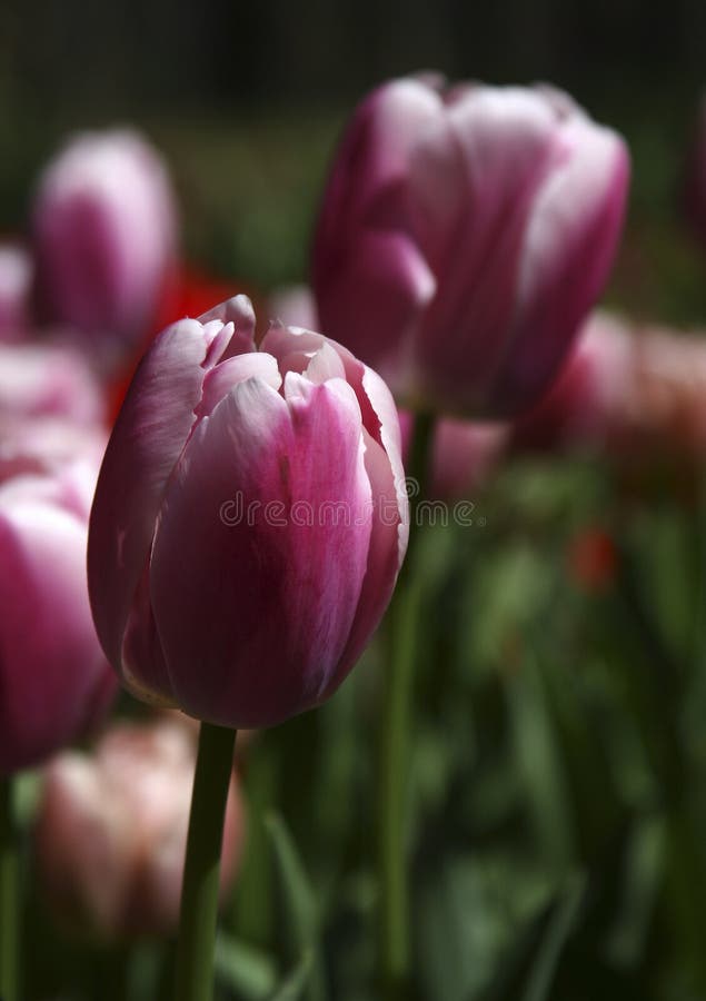 Spring Tulips stock image. Image of garden, bulbs, spring - 620513