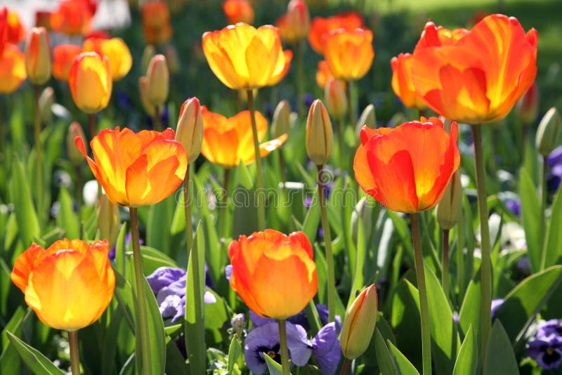 Spring tulips stock photo. Image of greenhouse, blossoms - 660562