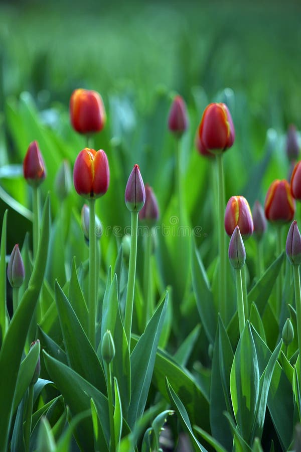 Spring tulips stock image. Image of tulips, bouquet, arrangement - 748587