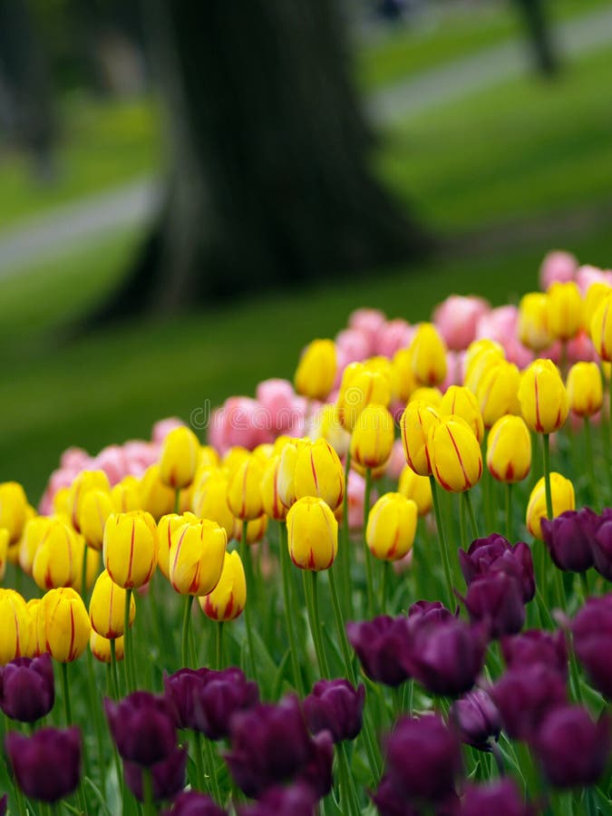 Spring tulips stock image. Image of landscape, blooming - 8041477