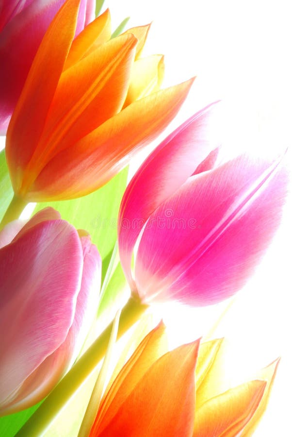 Spring tulips stock image. Image of bloom, natural, beautiful - 8726257