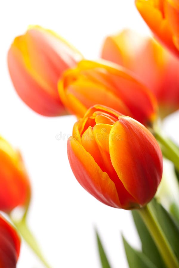 Spring tulips stock image. Image of orange, color, plant - 8754375