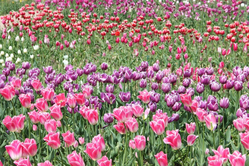 Spring tulips stock image. Image of spring, blossom, green - 91659763