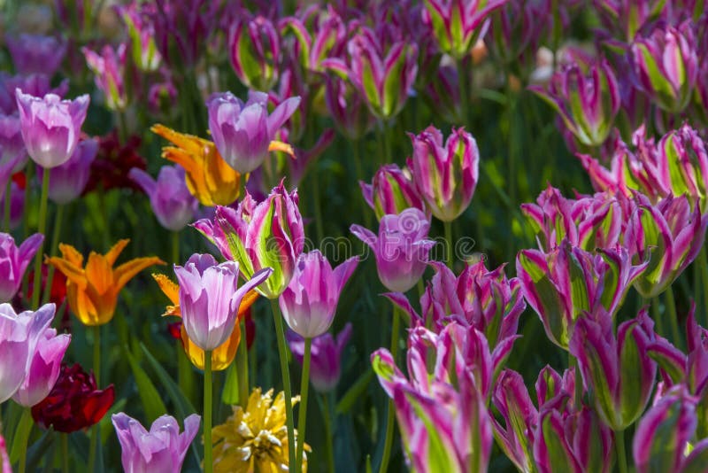 Spring Tulips Background stock image. Image of beautiful - 167581951
