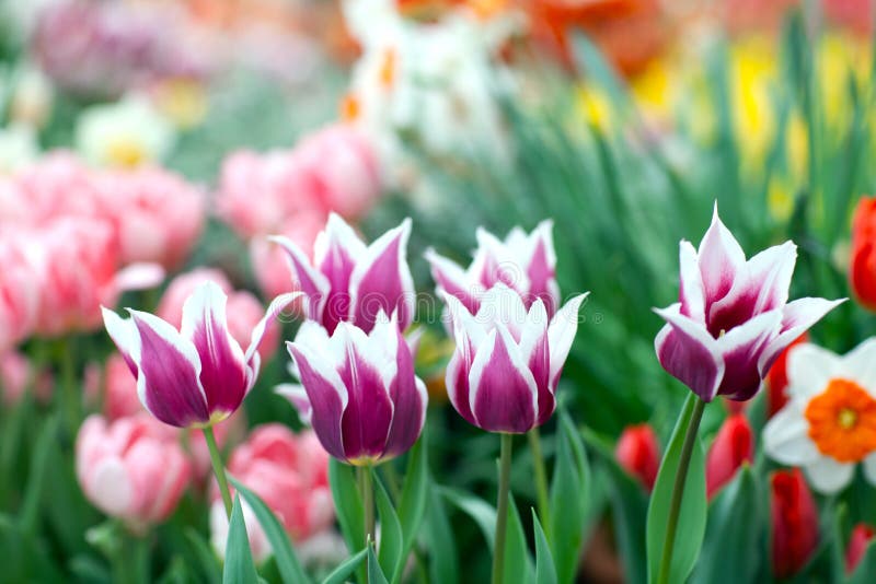 Spring tulips stock image. Image of focus, summer, backgrounds - 51155325