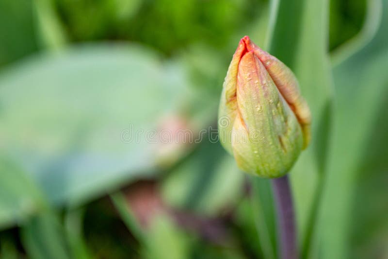 Spring Tulips in Bloom with Red and Green Colors Stock Image - Image of ...