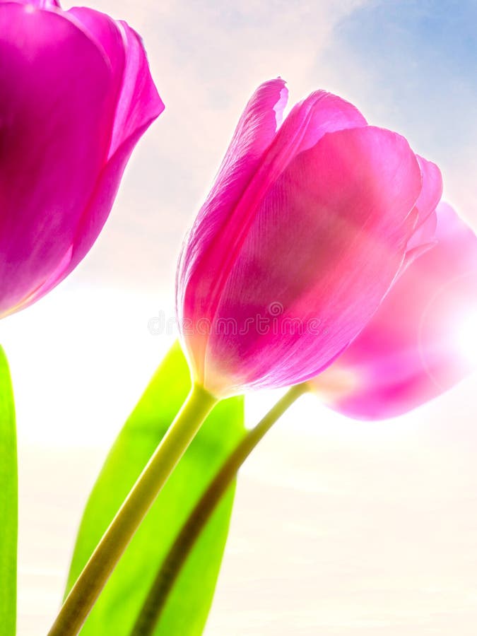 Spring Tulips on Blue Background with Light Rays. Beautiful Flowers on ...