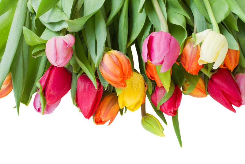 2,811 Pink Yellow Spring Tulips Flower Border Stock Photos - Free ...