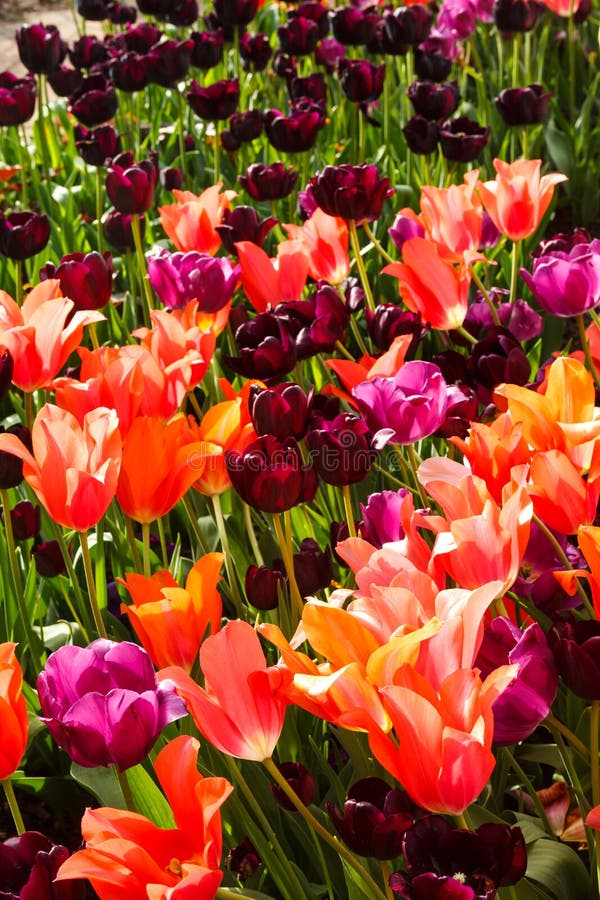 Spring Tulips stock image. Image of vertical, tulips - 88912237