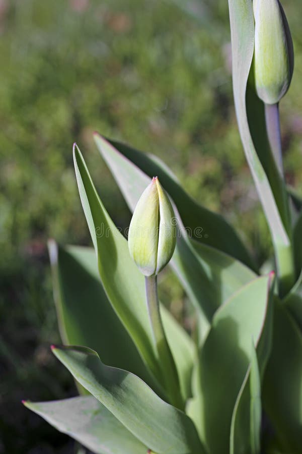 Spring Tulips Budding stock image. Image of veins, sturdy - 32384243
