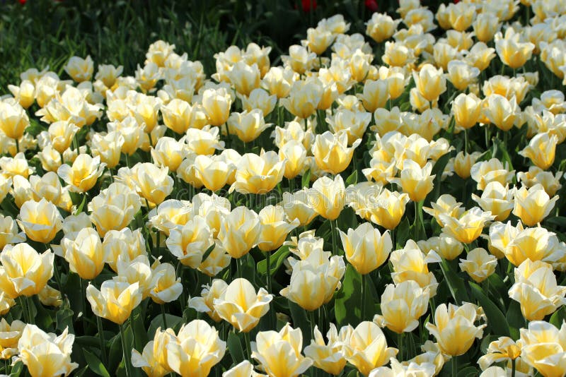 Spring tulips stock photo. Image of emotion, park, ecology - 30714404