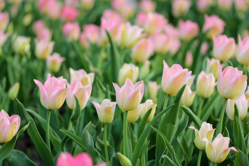 Spring tulips stock image. Image of emotion, nature, flower - 30714557