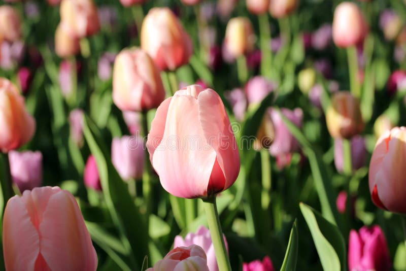 Spring tulips stock photo. Image of park, nature, flora - 30714624