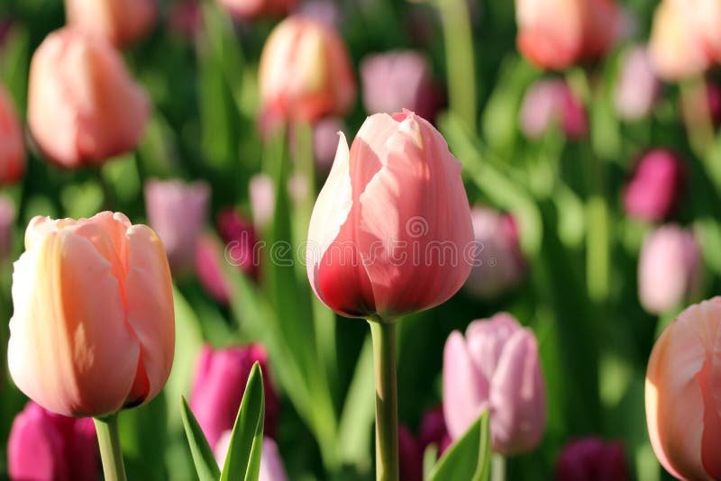Spring tulips stock image. Image of season, flowerbed - 30714647