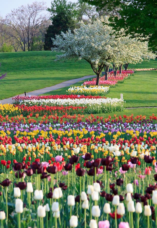Spring Tulips in the Sunny Rain Stock Photo - Image of season, petal ...