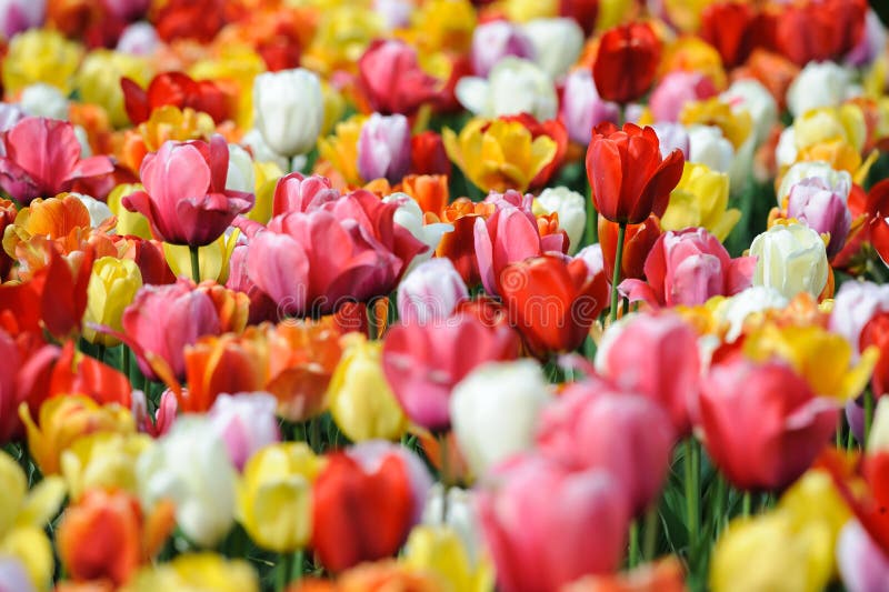 Spring Tulips stock photo. Image of garden, pink, flowers - 30676008