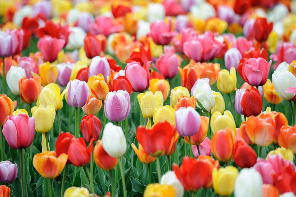 Spring Tulips stock photo. Image of horticultural, petals - 30676018