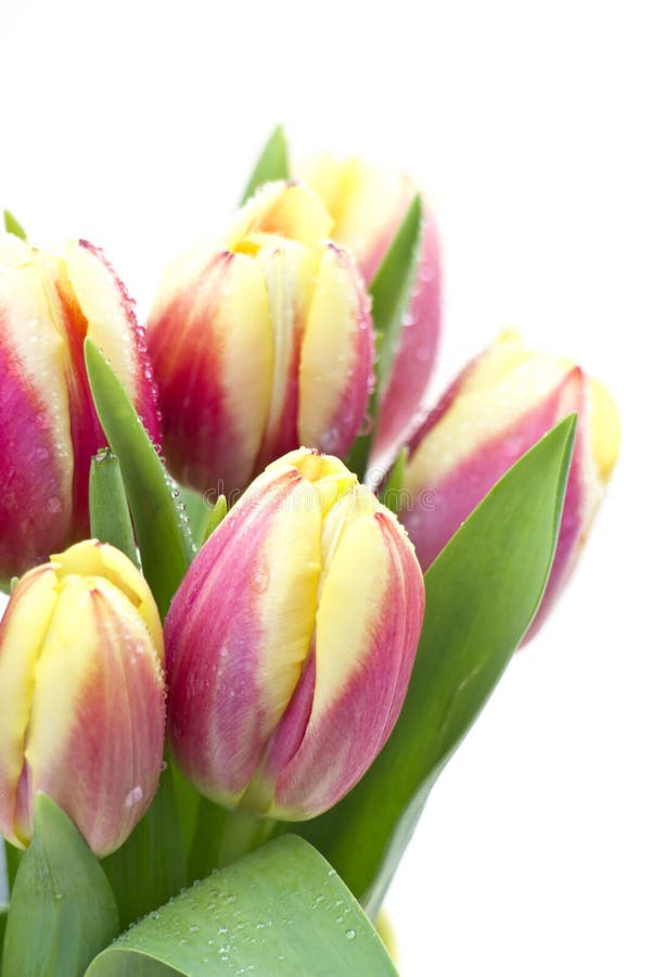 Spring tulips with drops stock photo. Image of floral - 24308978
