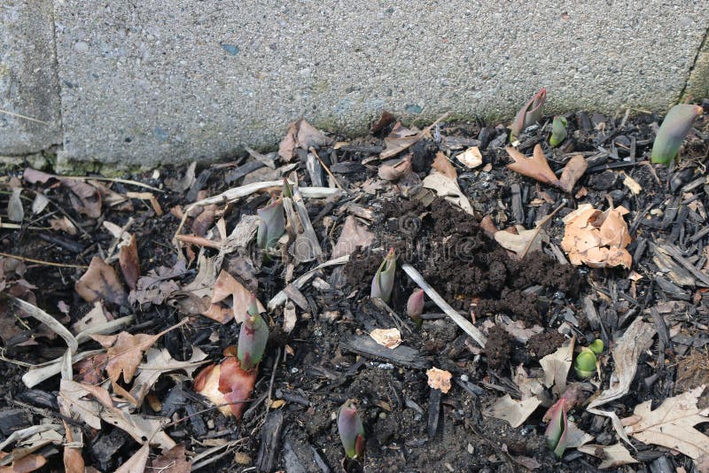 Easter Egg Snow Textured, Cold Easter Concept Stock Photo - Image of ...