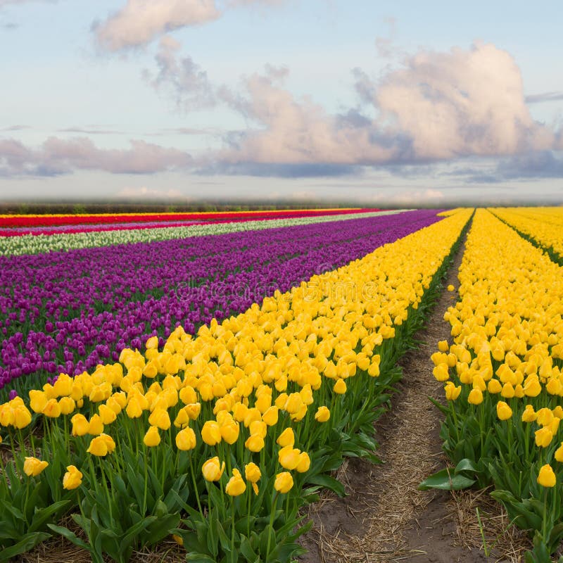 Spring Tulip Fields in Holland, Colorful Flowers of Springtime ...