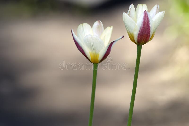 Spring tulips stock image. Image of flower, stems, petals - 72528283