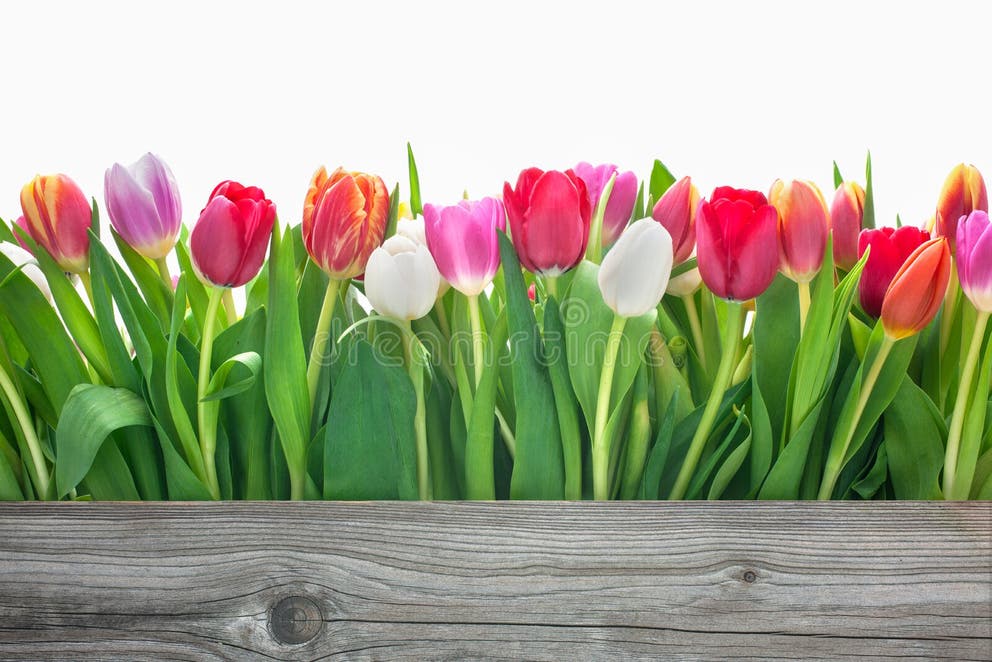 Spring tulips flowers stock photo. Image of field, bloom - 38406260