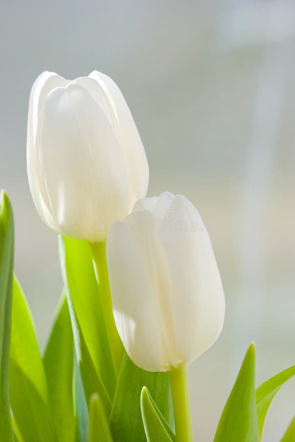 White tulip flower stock image. Image of pure, petal, flower - 4541513
