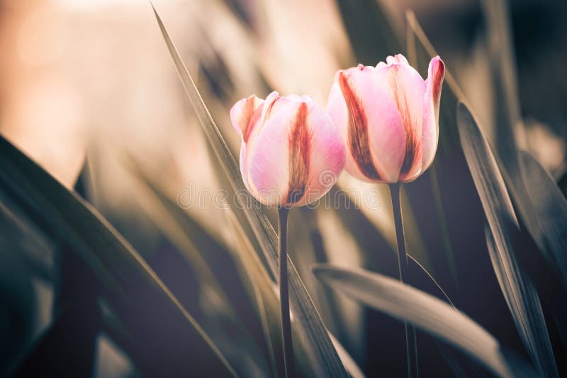 Spring tulips stock photo. Image of striped, garden, season - 40189648
