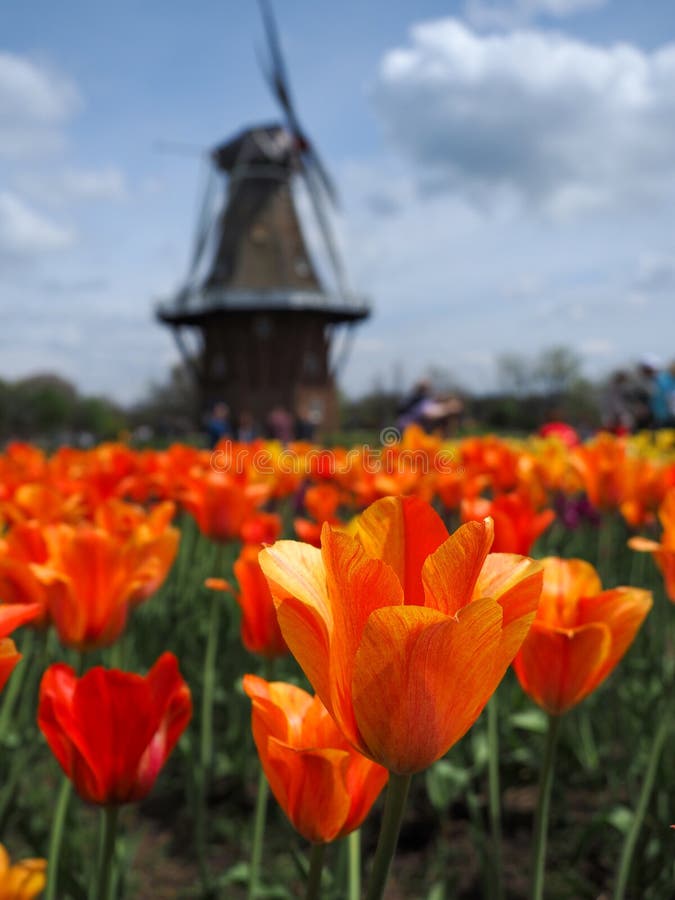 Spring Tulips in Front of Windmill Holland Michigan Stock Image - Image ...