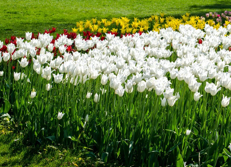 Spring Tulips in the Garden Stock Photo - Image of spring, white: 43820450