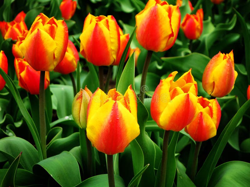 Spring Tulips in Garden Flowers Stock Photo - Image of blossom ...