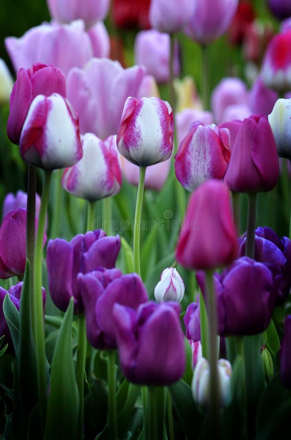 Spring Tulips in Garden for Fresh New Growth Stock Photo - Image of ...