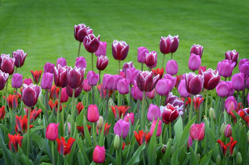 Spring Tulips in Garden for Fresh New Growth Stock Photo - Image of ...