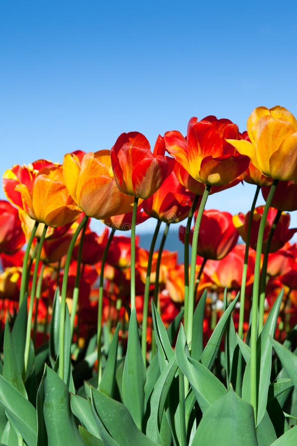 Spring Tulips stock photo. Image of perennial, sunshine - 33589502