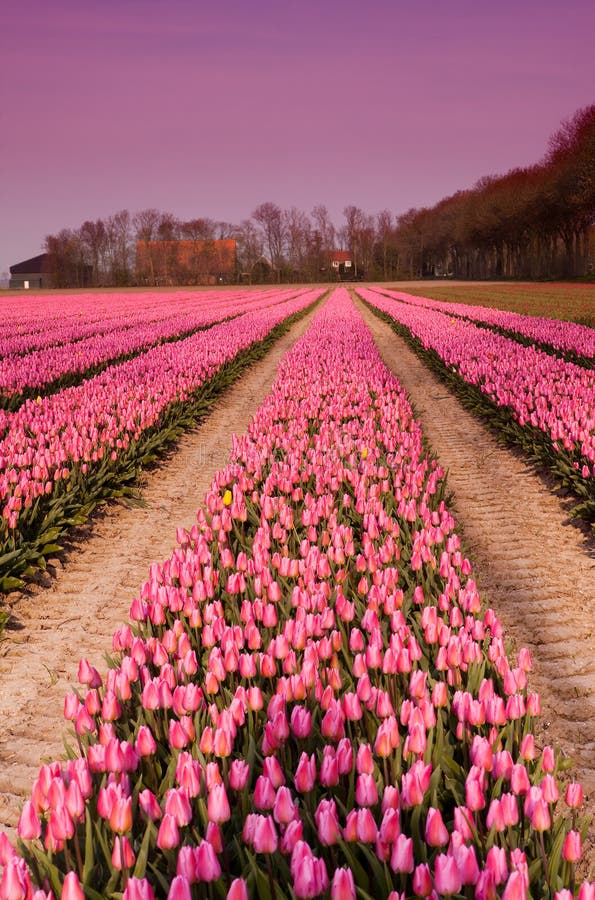 Spring Tulips in Holland at Dusk Stock Photo - Image of blooming ...