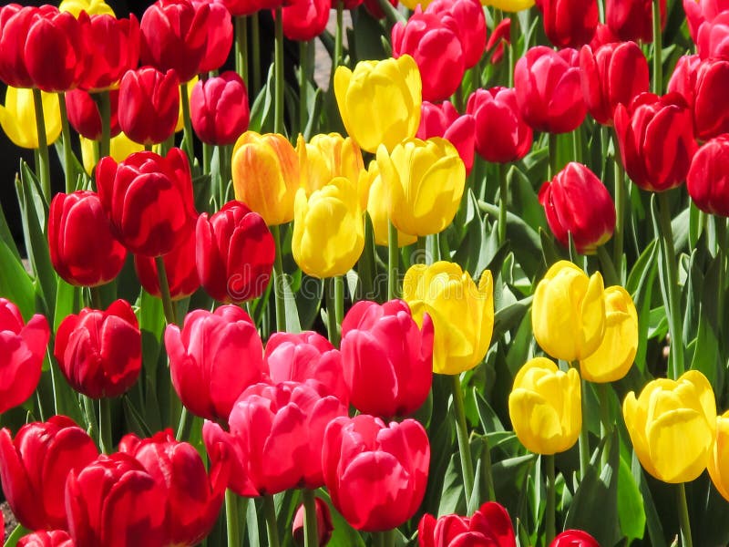 Spring Tulips in New York City Stock Photo - Image of trees, close ...