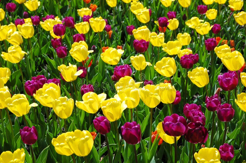 Spring tulip garden stock image. Image of head, green, grow - 661089