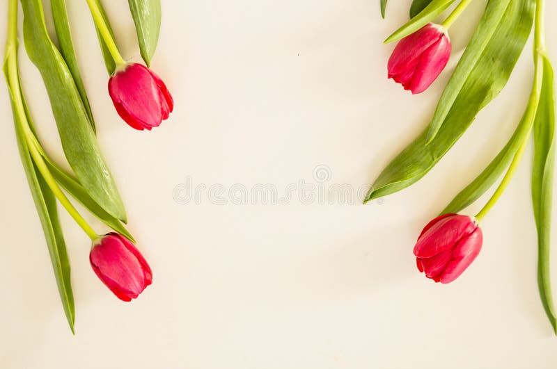 Spring Tulips on Paper Background Stock Photo - Image of beautiful ...