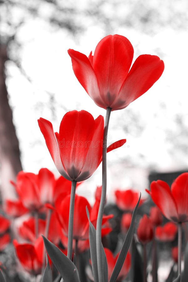 Spring Tulips in the Park Red Black White Stock Image - Image of bright ...