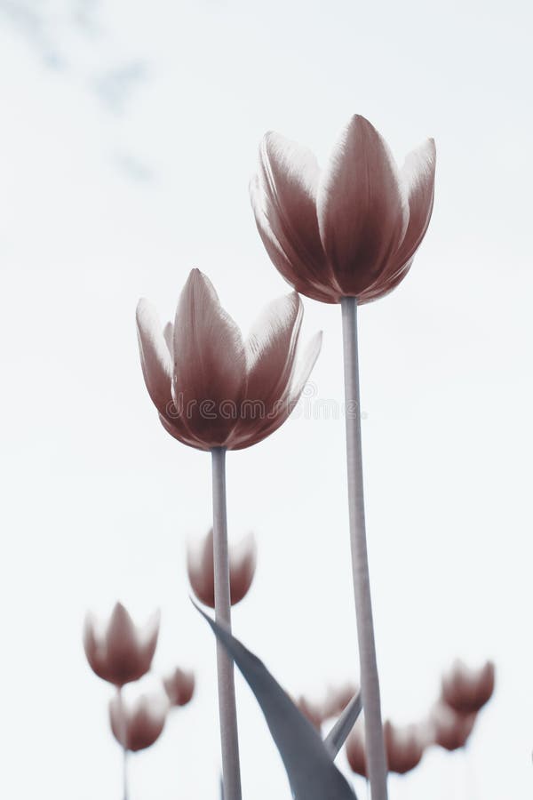 Spring Tulips in the Park, Sepia and Blue Stock Photo - Image of petal ...
