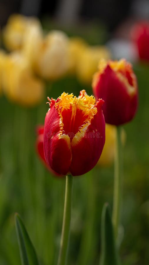 Spring Tulips on a Personal Plot in the Village Stock Image - Image of ...
