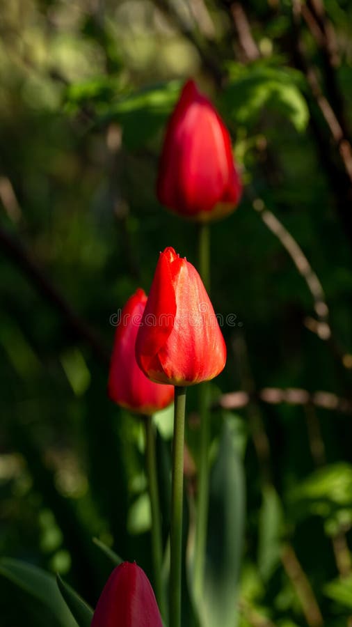 Spring Tulips on a Personal Plot in the Village Stock Photo - Image of ...