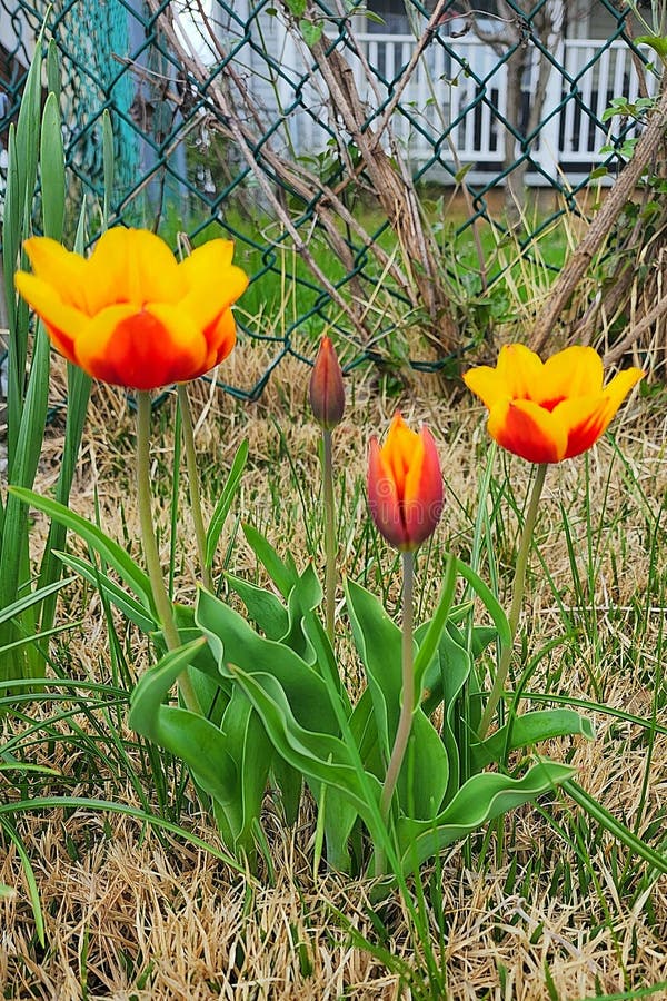 Spring Tulips Red & Orange Fire Stock Image - Image of yellow, prairie ...